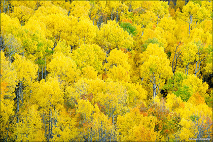 Aspen Canopy | Uncompahgre National Forest, CO | Dave Showalter Nature ...