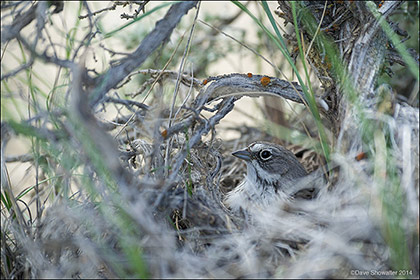 Brooding Sagebrush Sparrow | Jonah Field, Wyoming | Dave Showalter ...