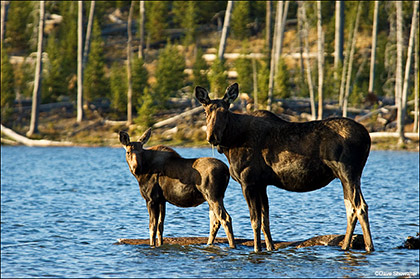 Moose Cow and Calf | Yellowstone National Park, Wyoming | Dave ...