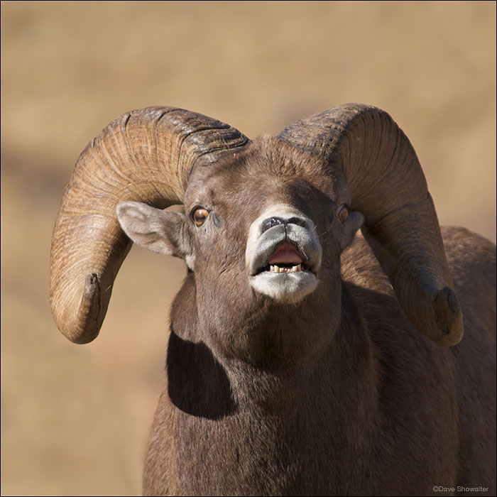 Bighorn Ram Close Up | Arapaho National Forest, CO | Dave Showalter ...