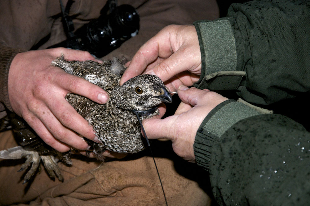 Greater Sage Grouse Collaring | Sublette County, Wyoming | Dave ...