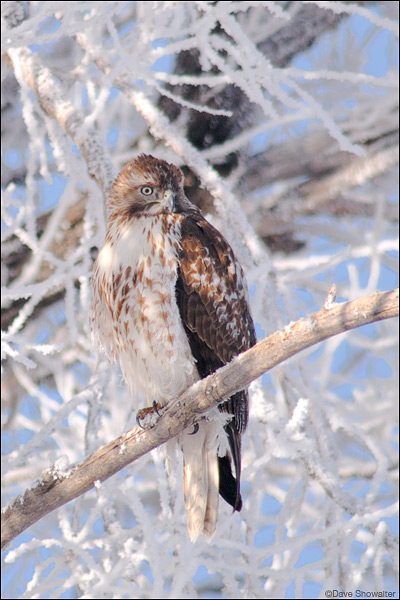 Frosty Northern Harrier | Rocky Mountain Arsenal National Wildlife ...