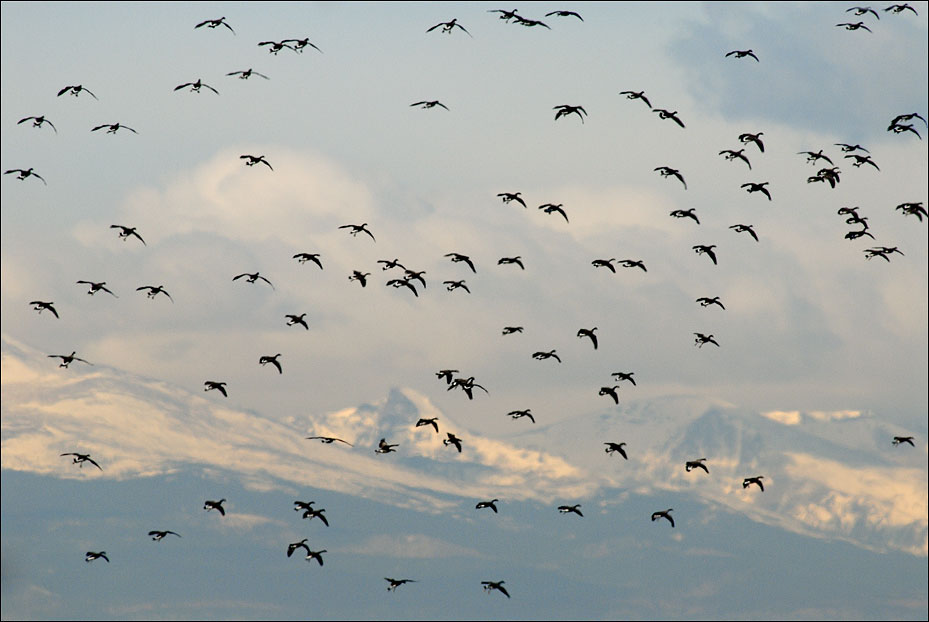 Autumn Canada Geese Arrival, Rocky Mount | Rocky Mountain Arsenal ...