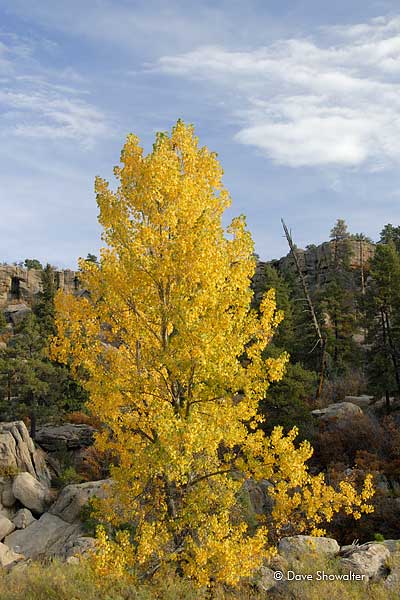 Cottonwood on Castlewood Canyon Rim | Castlewood Canyon State Park ...