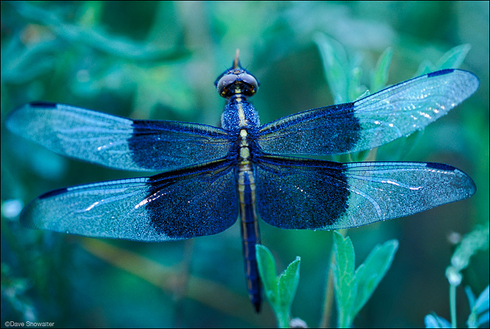 Green Darner Dragonfly | Rocky Mountain Arsenal National Wildlife ...