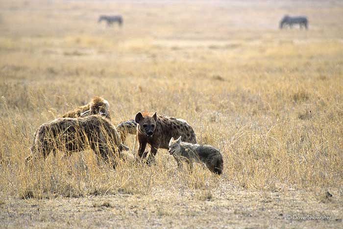 Hyenas on Kill | Ngorongoro National Conservation Area, Tanzania | Dave ...