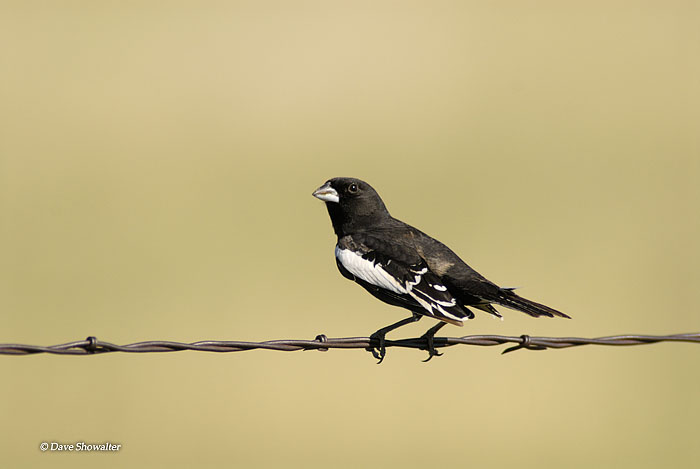 Lark Bunting Male | Pawnee National Grassland, Colorado | Dave ...