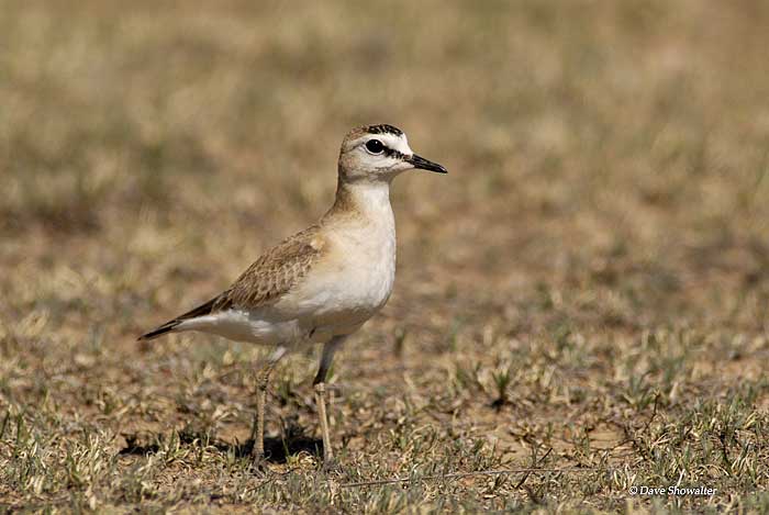 Mountain Plover Female | Pawnee National Grassland, Colorado | Dave ...