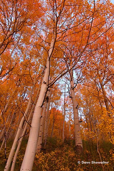 Red Aspen Along the Ohio Pass Road | Gunnison National Forest, Colorado ...