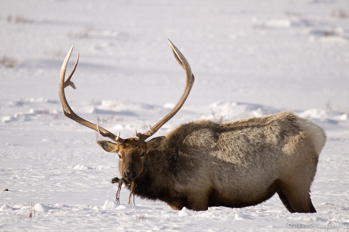 Winter Elk | Dave Showalter Nature Photography
